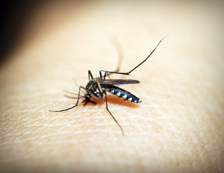 Ai, mosquitos! Com esse truque eles provavelmente ficarão longe