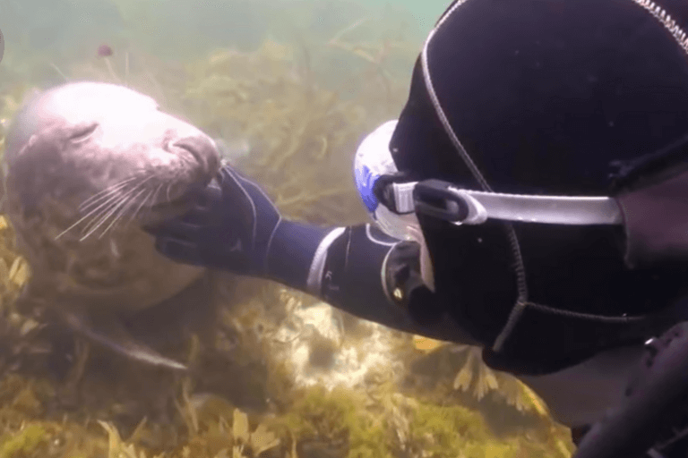 Mergulhador não entendia o que a foca queria até que o animal agarrou ...