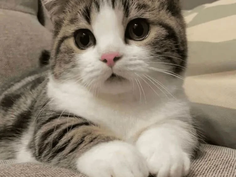 30 dicas para donos de gatos: Seu guia para entender e cuidar de seu gato